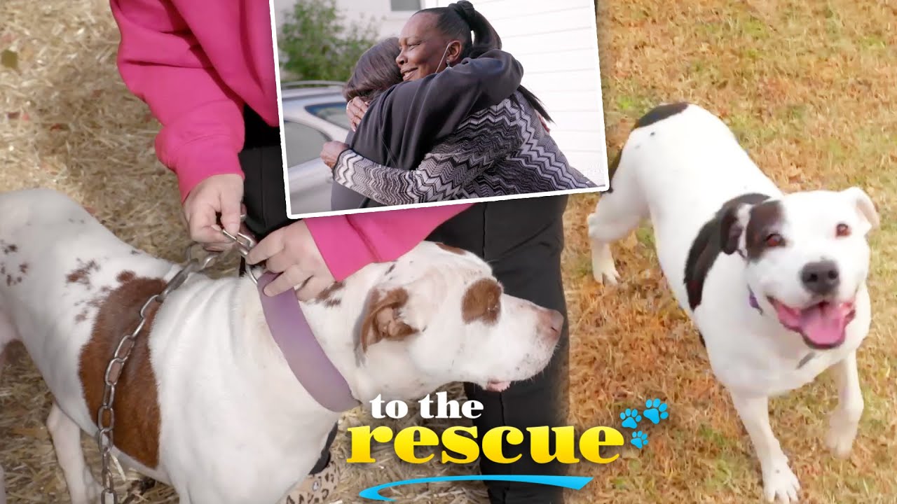 Oklahoma animal rescue gets dogs off chains by giving community support ...