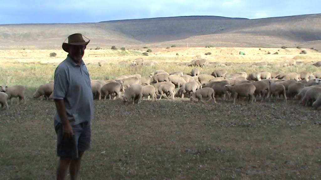 Scaring the Sheep - YouTube