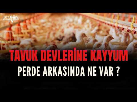 Tavuk devlerine kayyum atanmasının arka planında neler var? | Havva Gümüşkaya değerlendirdi: \
