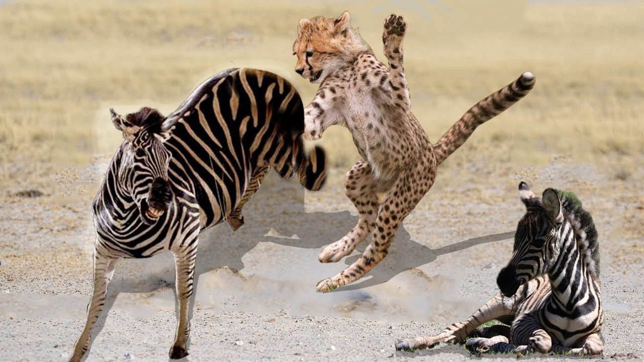 Mãe Zebra Chasing Leopard Para Proteger Seu Bebê-Leopard Hunting Fail ...