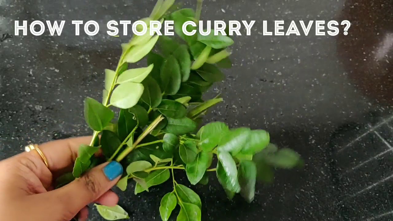 How to store Curry Leaves? - YouTube
