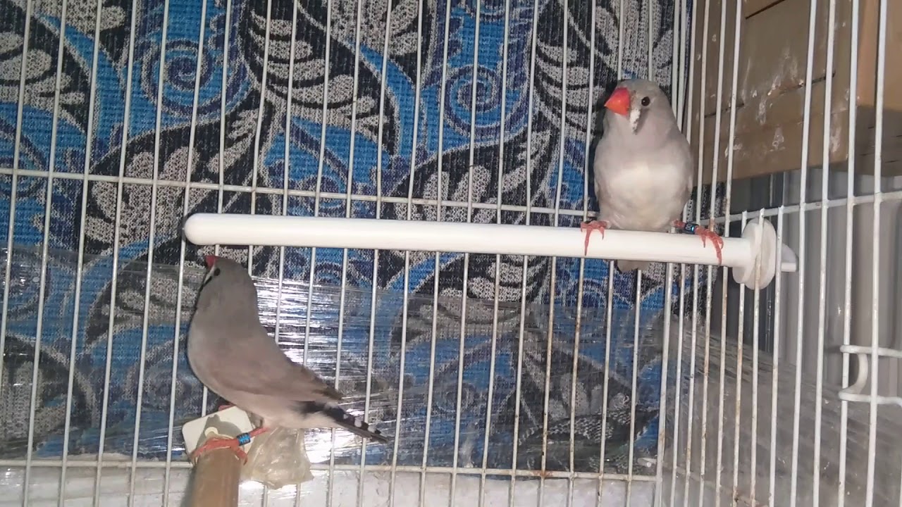 Zebra finch pastel cfw & LB famele - YouTube