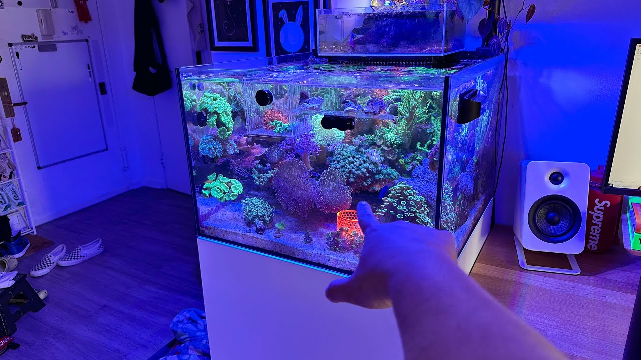 Reef Tank Update July 2023 - Waterbox 55.2 Frag Saltwater Aquarium Reef ...