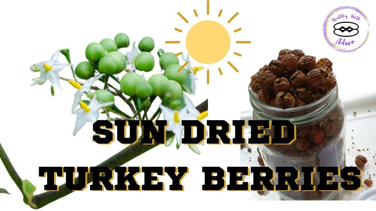 How to Sun Dry Turkey Berries and Store them. Including few Healthy ...