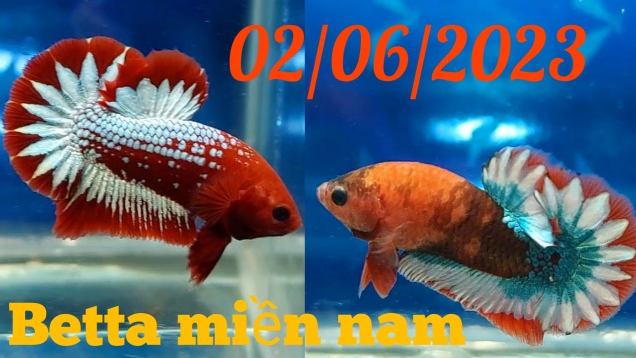 ĐỢT CÁ BETTA FANCY COPPER VIP, toàn cá chuẩn giống cho ae đổi máu ...