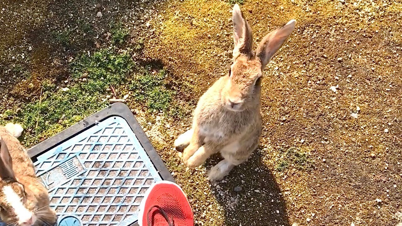 Rabbit: "Let me see what's in that bag you're carrying." - YouTube