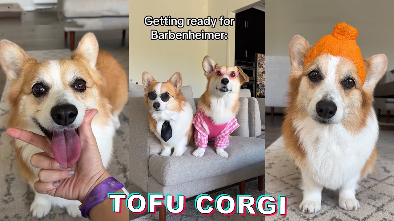 Funny TOFU CORGI TikTok Compilation #1 - YouTube