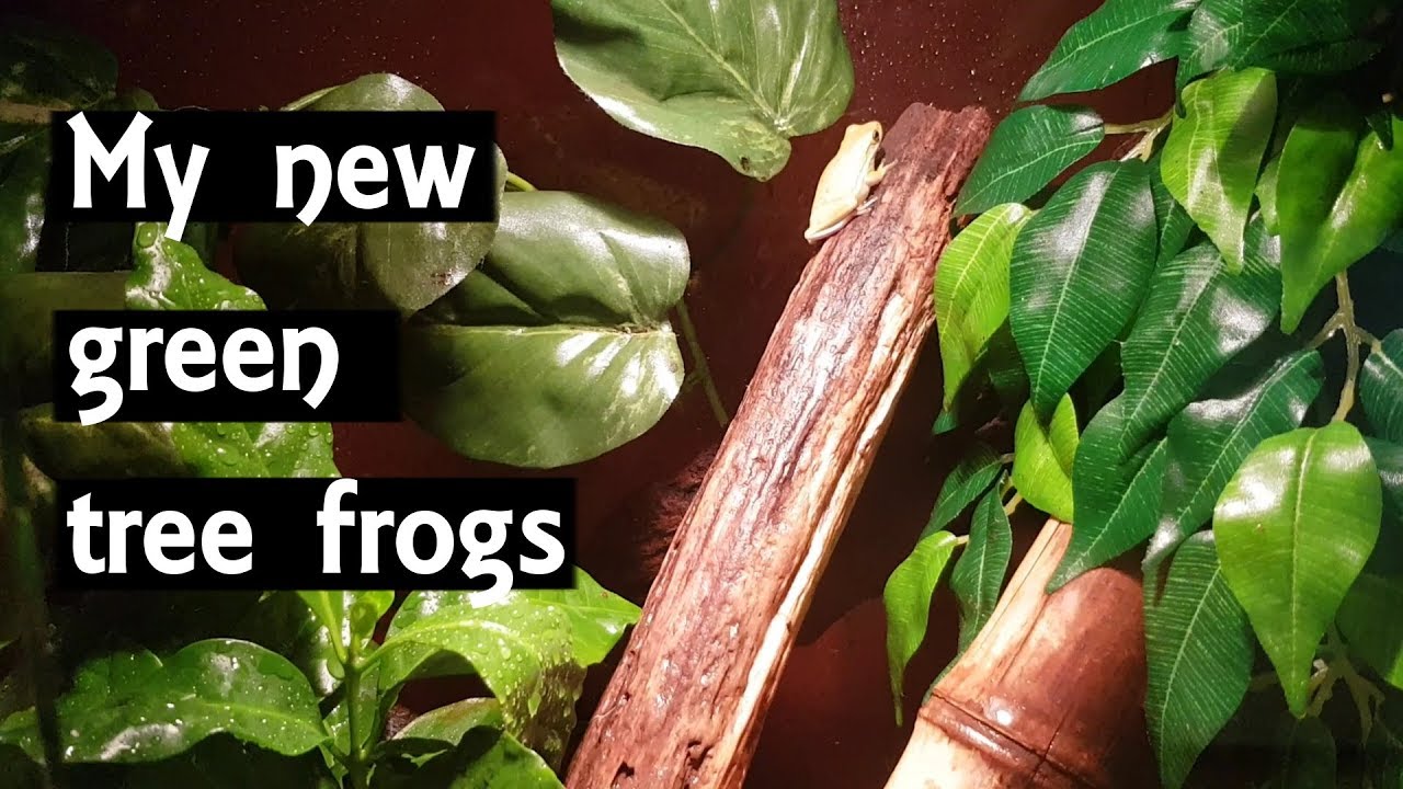 My New American Green Tree Frogs | + Setup - YouTube