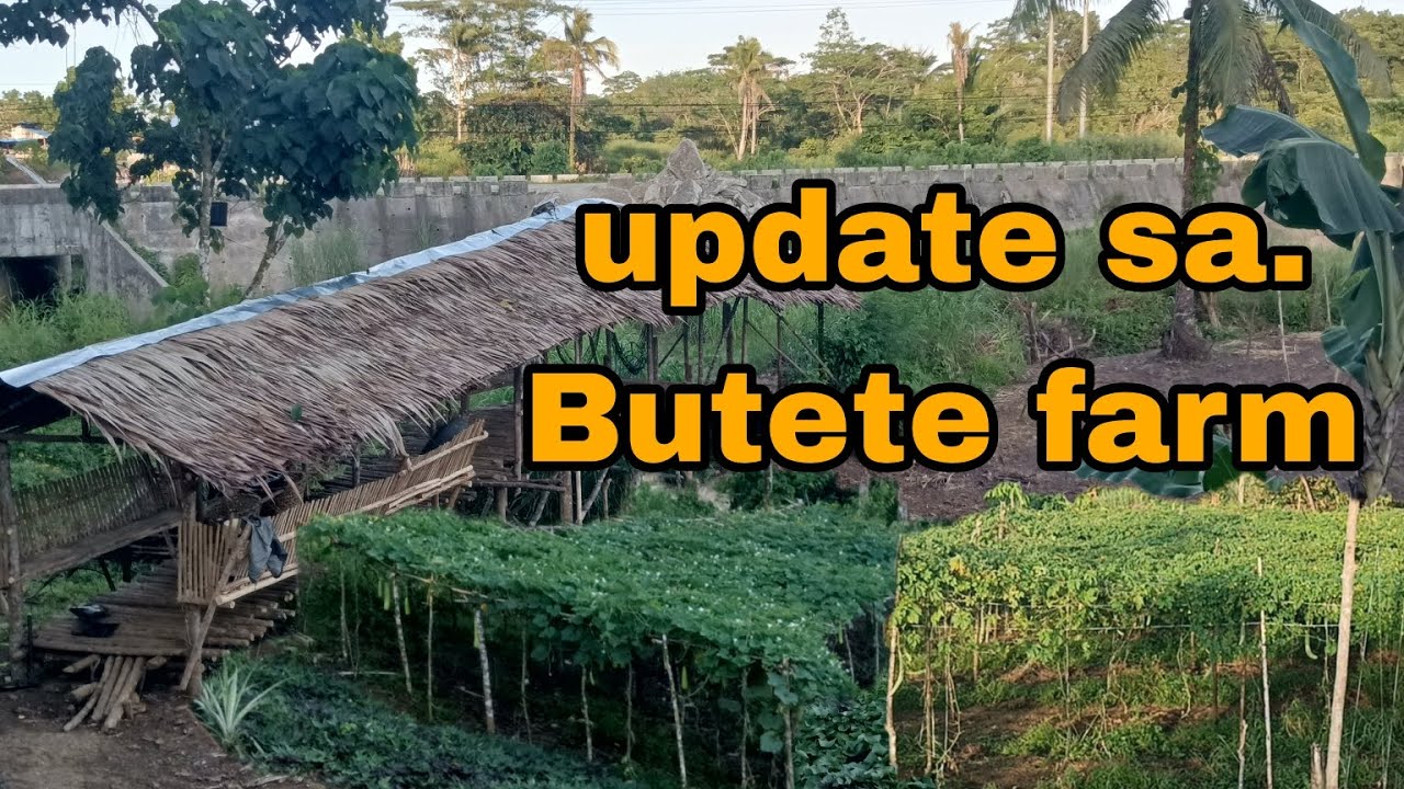 kumusta na nga ba ang. Butete farm ngayon update 😱😱😱😱 ...