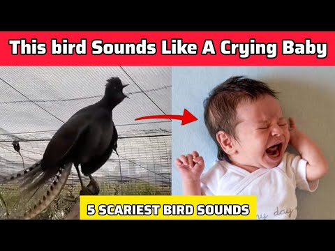 Die gruseligsten Vogelgeräusche der Welt | Ein Vogel, der das Weinen eines Babys nachahmt