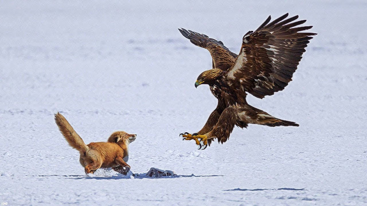 The ill-fated fox was defeated by the king of the sky's sharp claws ...