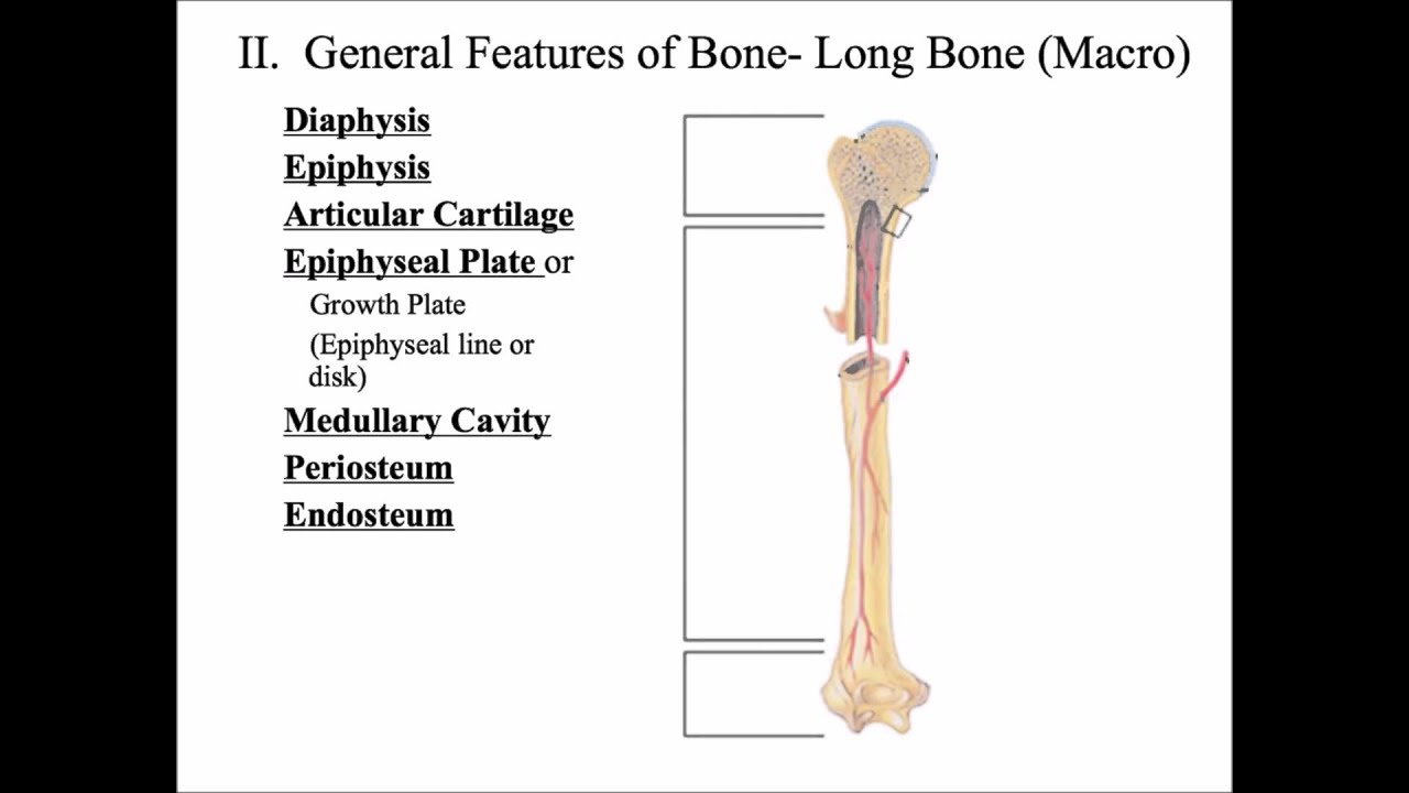 Macro Structures of Bone - YouTube