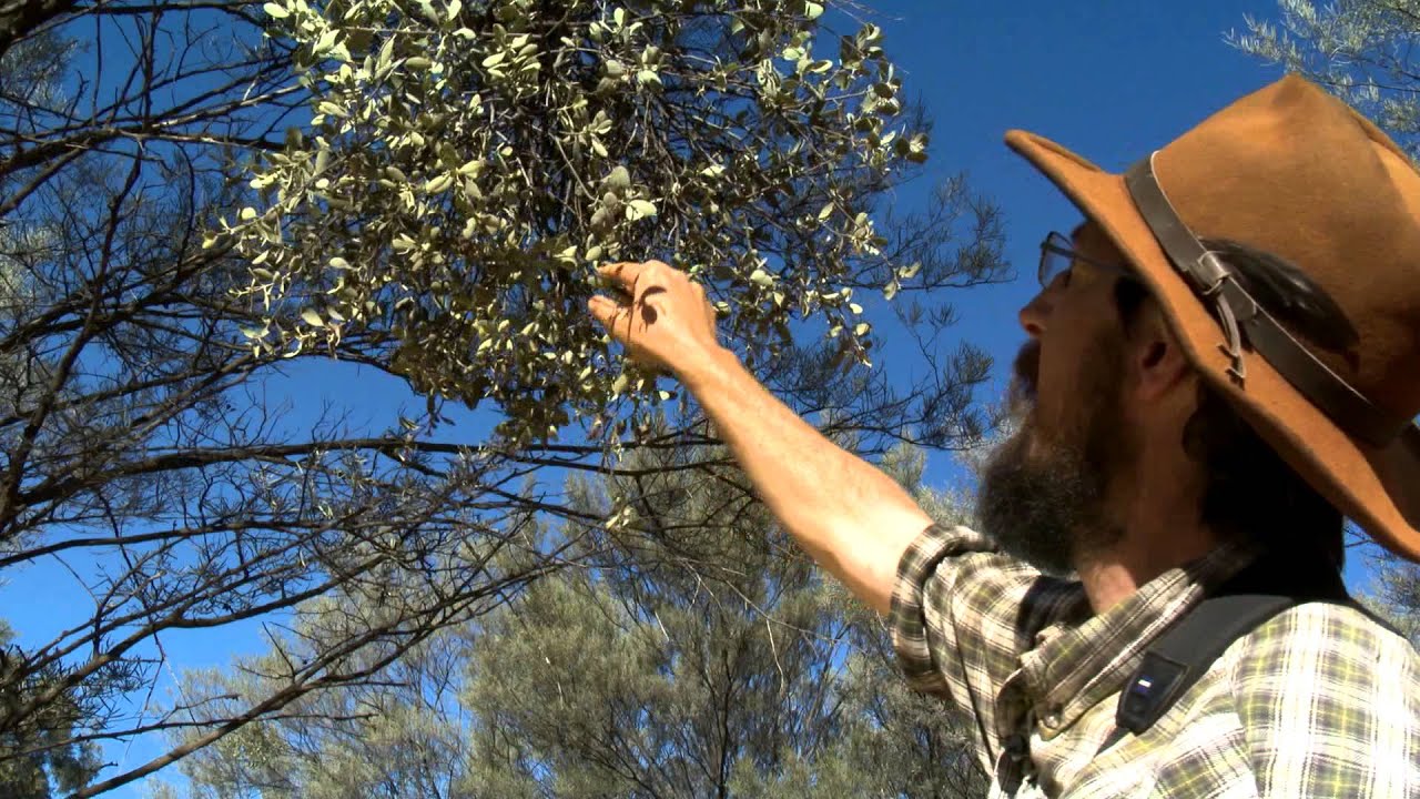 Facts About Mistletoe | Tea Pursuit - YouTube