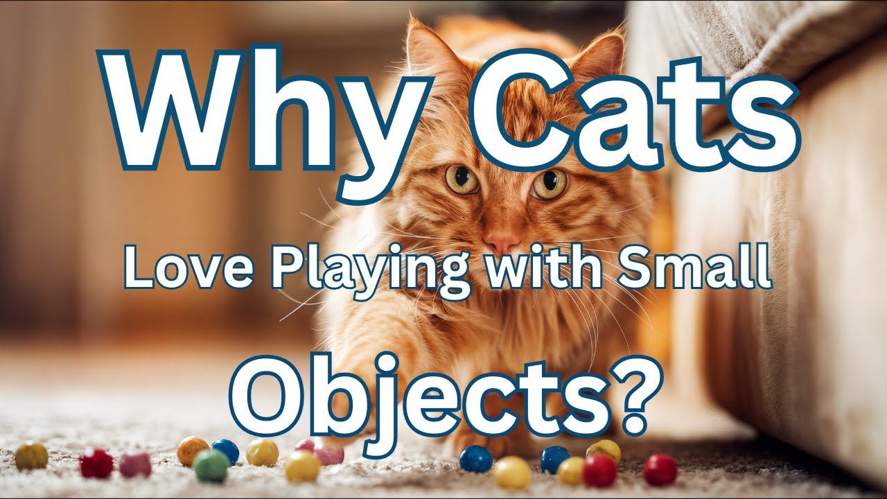Why Do Cats Love Playing with Small Objects? 🐾 - YouTube