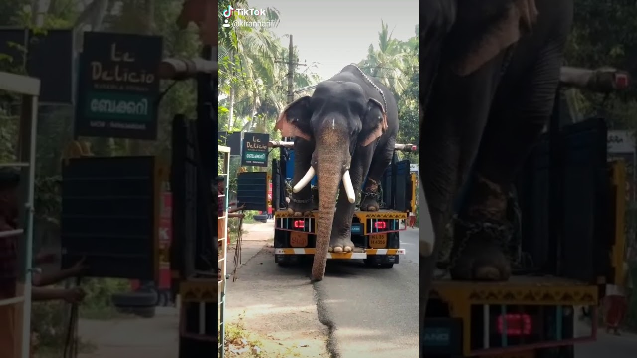 Erattupetta Ayyappan - YouTube