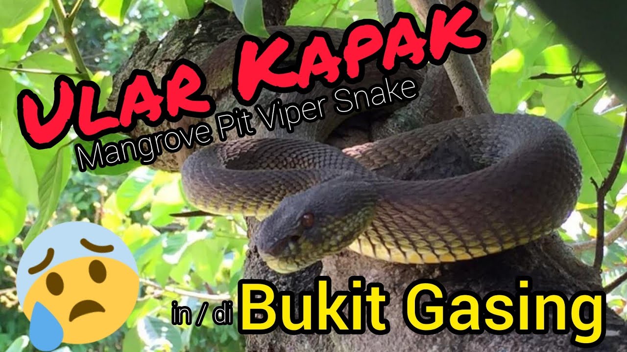 Ular Kapak Bakau Di Bukit Gasing | Mangrove Pit Viper Snake in Bukit ...