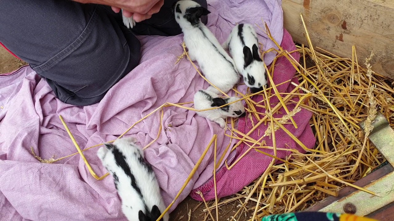 histoires de Noël : lapin géant papillon. Présentation des bébés ...