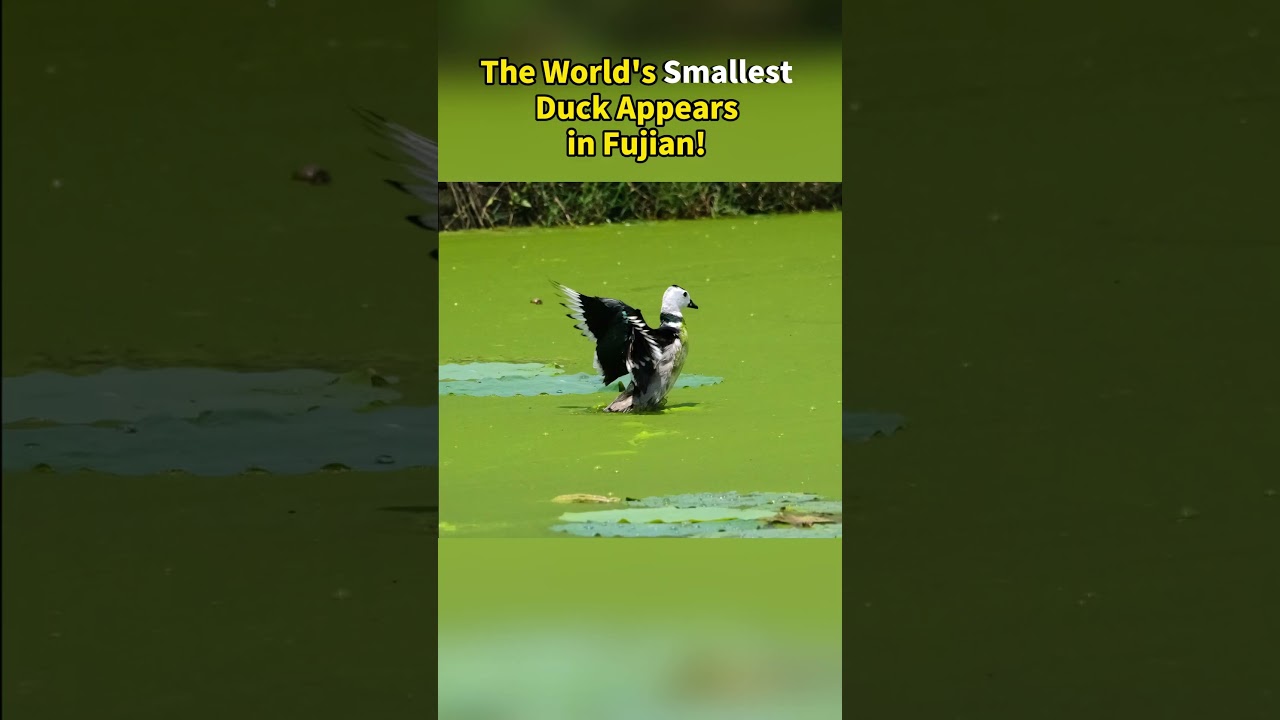 Smallest Wild Duck In The World