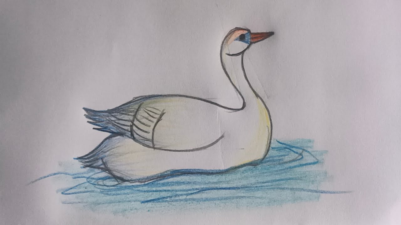 How to draw swan | How to draw swan in water| How to draw swan step by ...