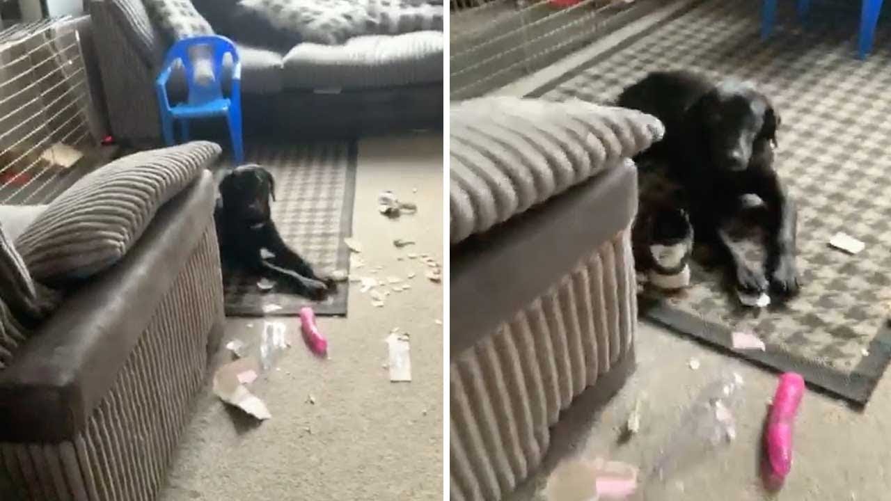Dog Rips Open Neighbour's Parcel And Finds Rude Toy - YouTube