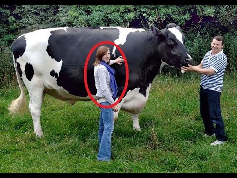 10 Freaky Huge Animals - YouTube