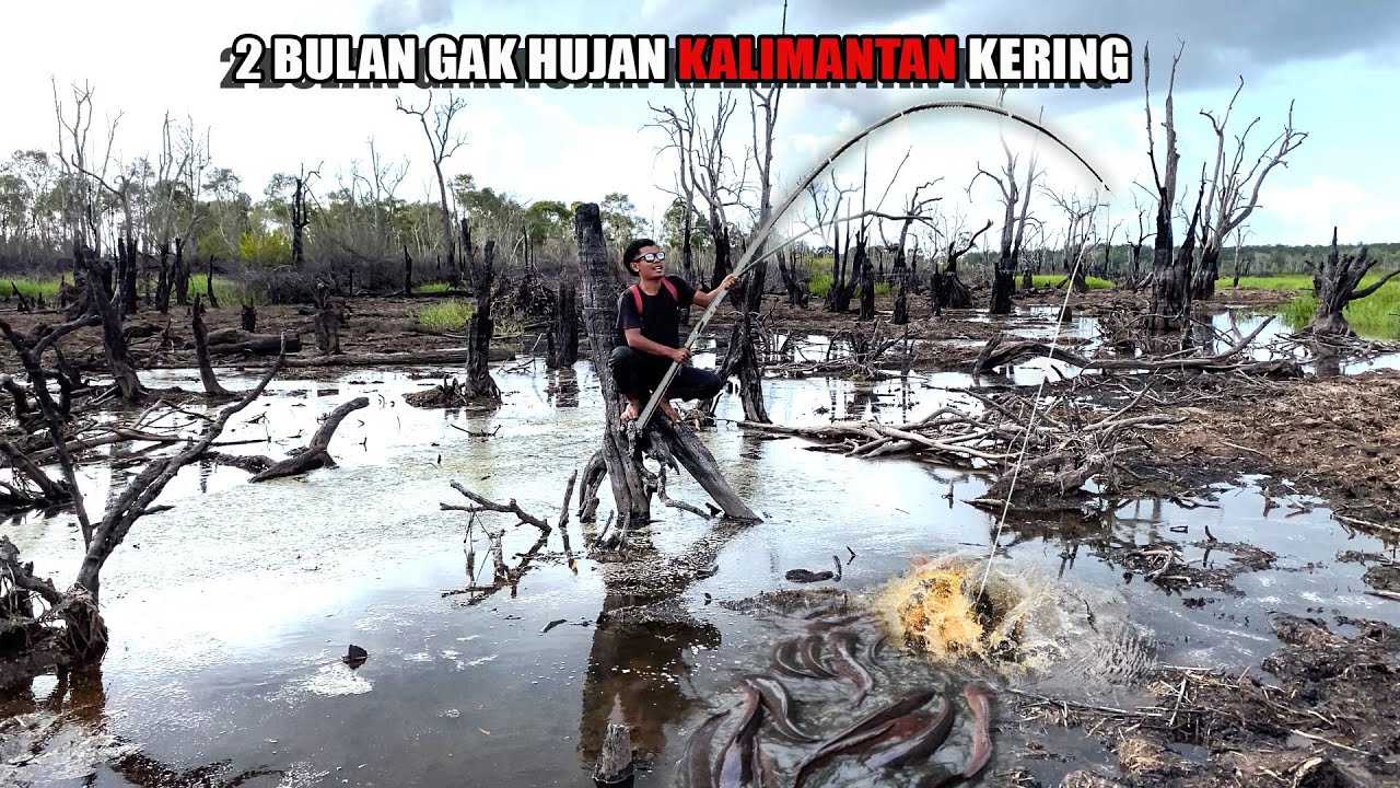 7 HARI CARI IKAN YANG BANYAK & BESAR DI SUNGAI, RAWA & SAWAH SAAT MUSIM ...