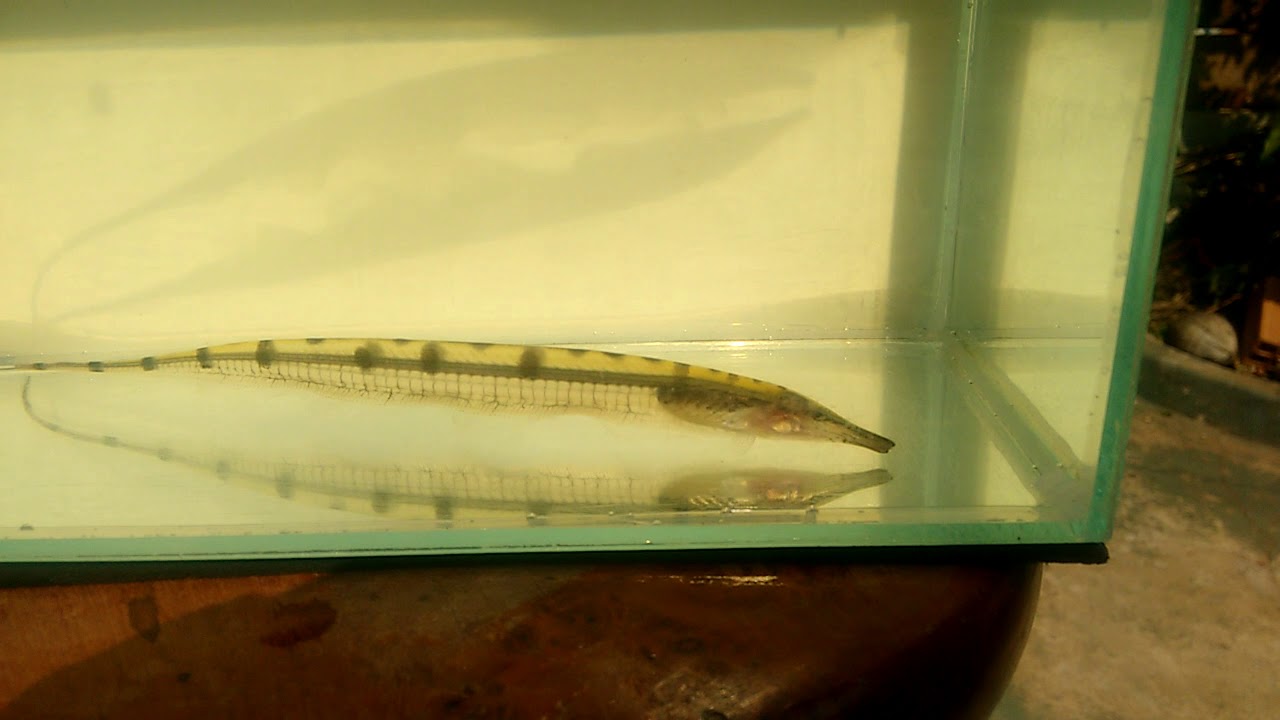 Tuvira Bicuda Listrada - YouTube