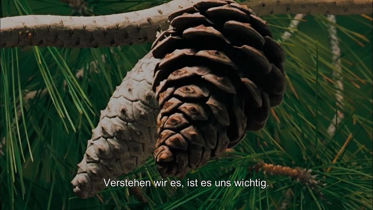 Fantastic Fungi - Fantastische Pilze - The magic beneath us- Outro ...