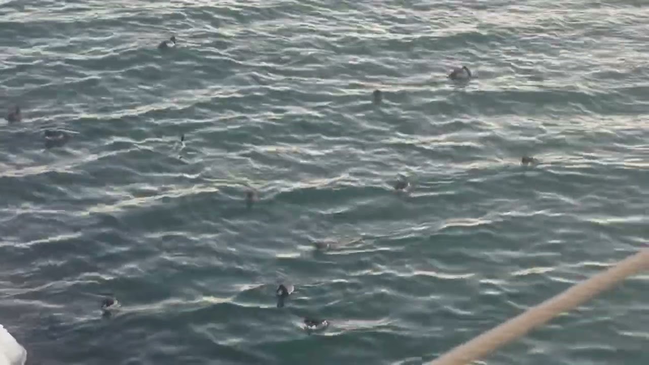 Disappearing Ducks - YouTube