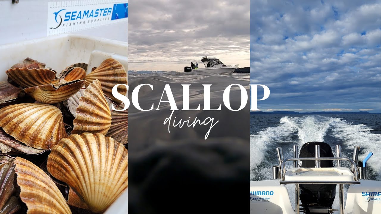 Scallop Diving - YouTube