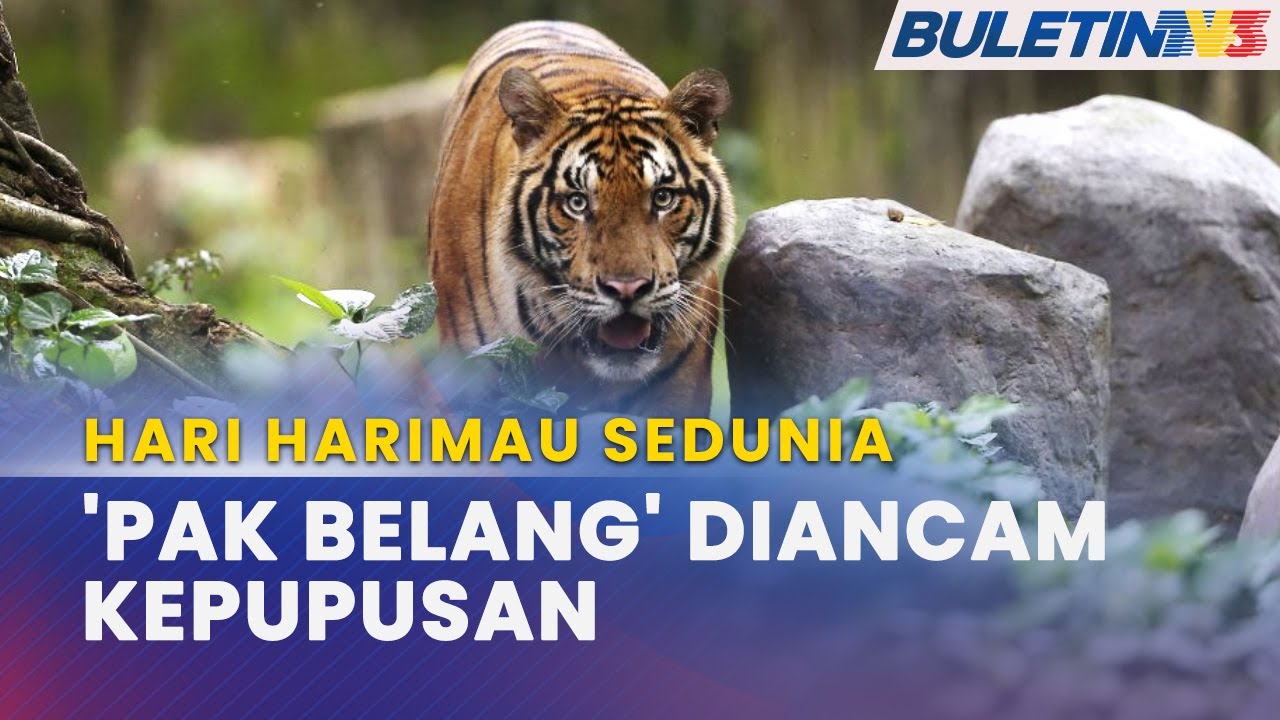 HARI HARIMAU SEDUNIA | Jejak Harimau Malaya Semakin Hilang, 'Dibaham ...