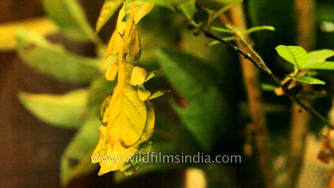 This leaf Insect mimics a plant leaf - YouTube