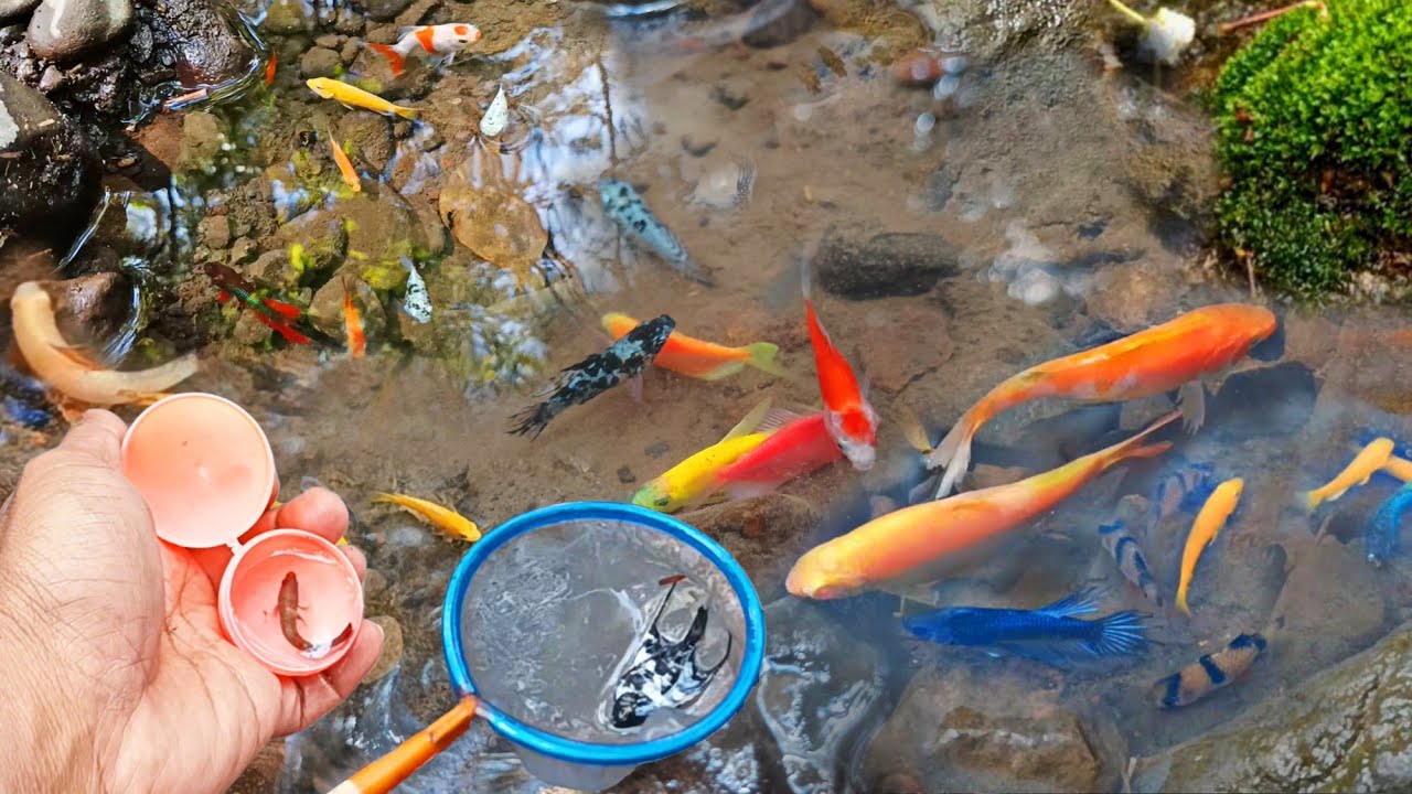 Menemukan Ikan Molly Balon, Ikan Cupang warna warni, Ikan glofish, ikan ...