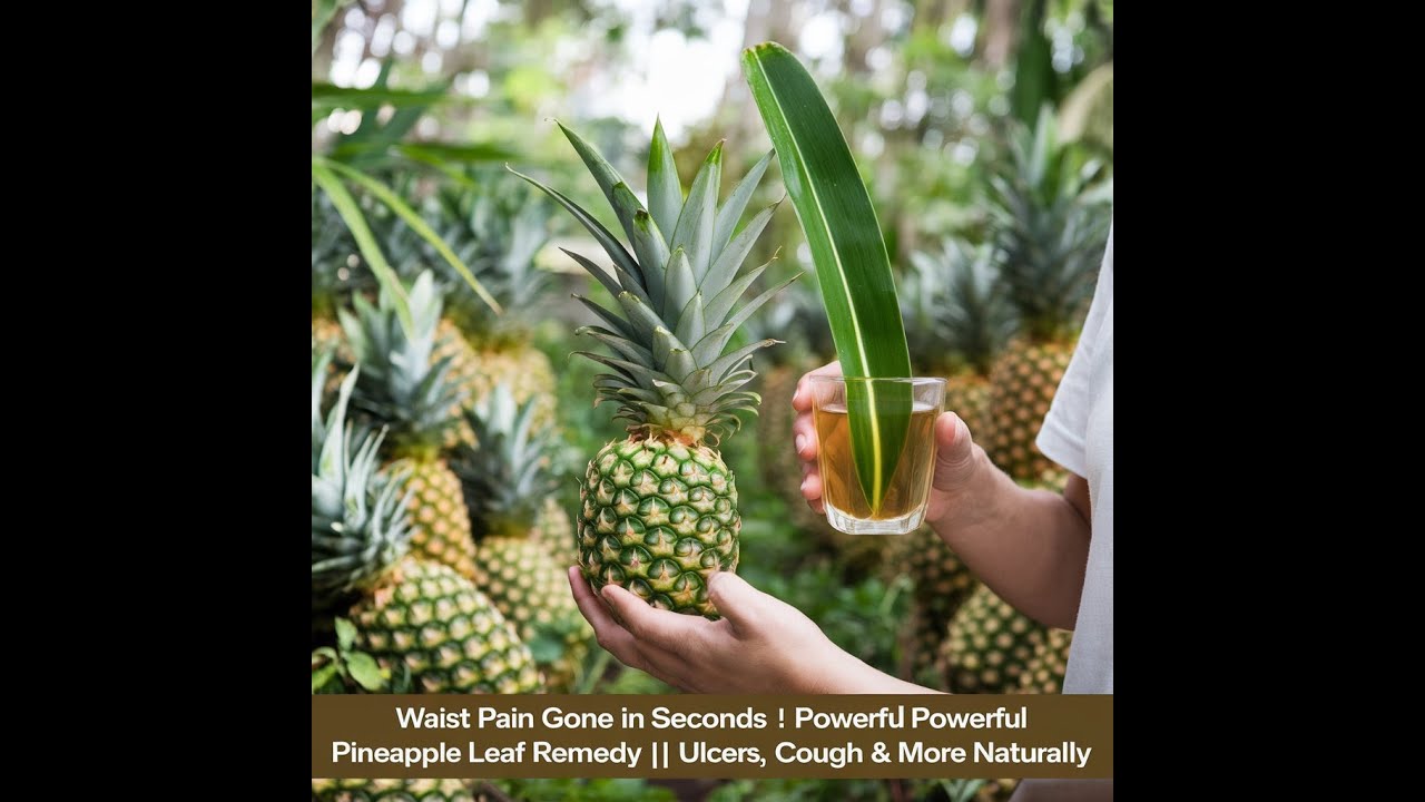 Stop Throwing Away Pineapple Leaves! Here's Why They’re a Health ...