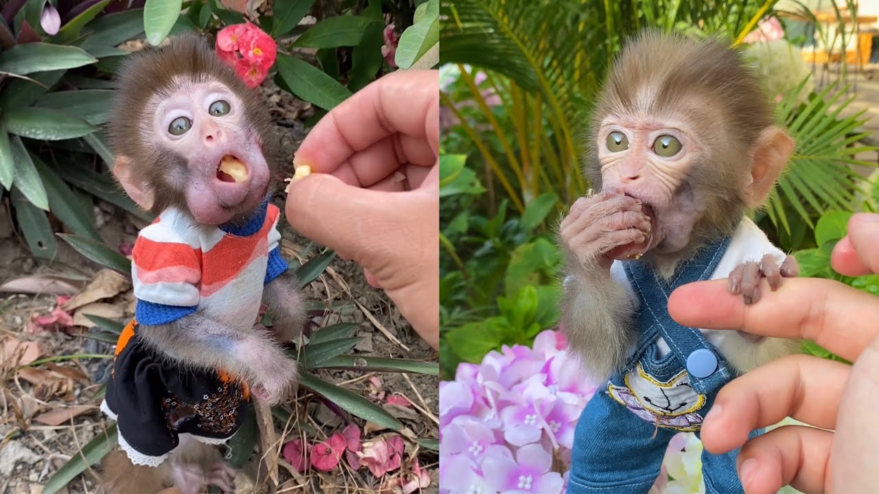 Lovely moments of Pika monkeys and other animals. - YouTube