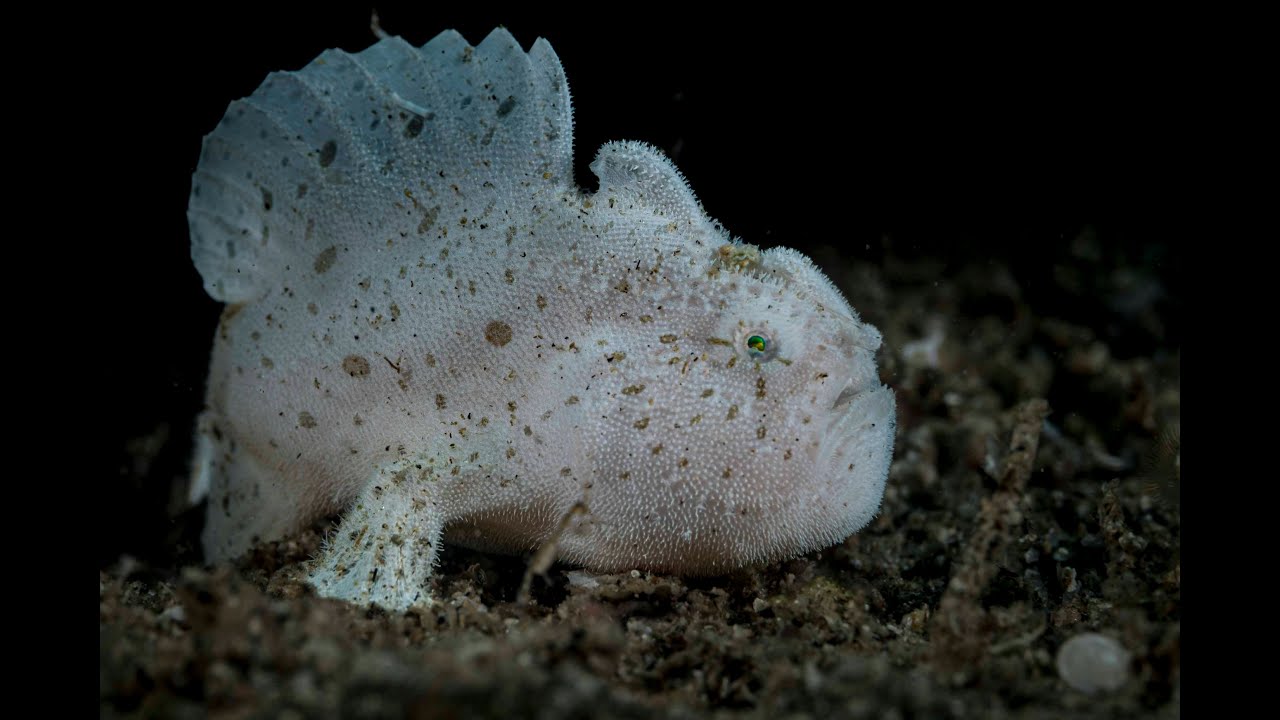 White Hairy Frogfish - YouTube
