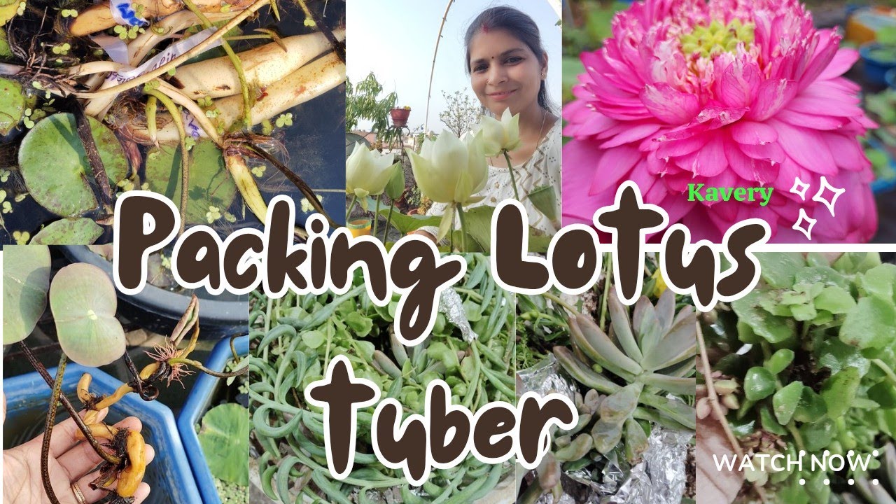 How to pack lotus tuber#packing - YouTube