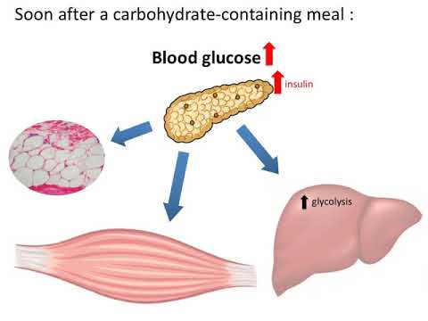 The feed-fasting cycle - YouTube
