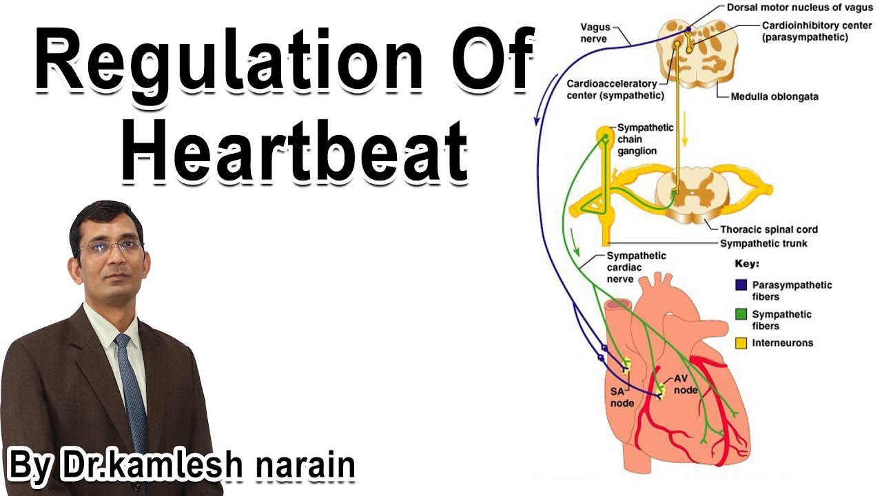 Regulation of heartbeat For class 11/ 12 /NEET /AIIMS By DR.KAMLESH ...