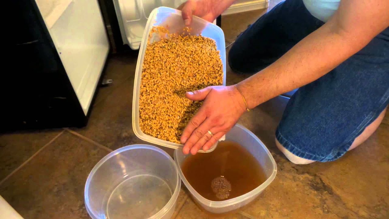 MALTEADO ( DIA 3 ) * * * CEBADA * * * - YouTube