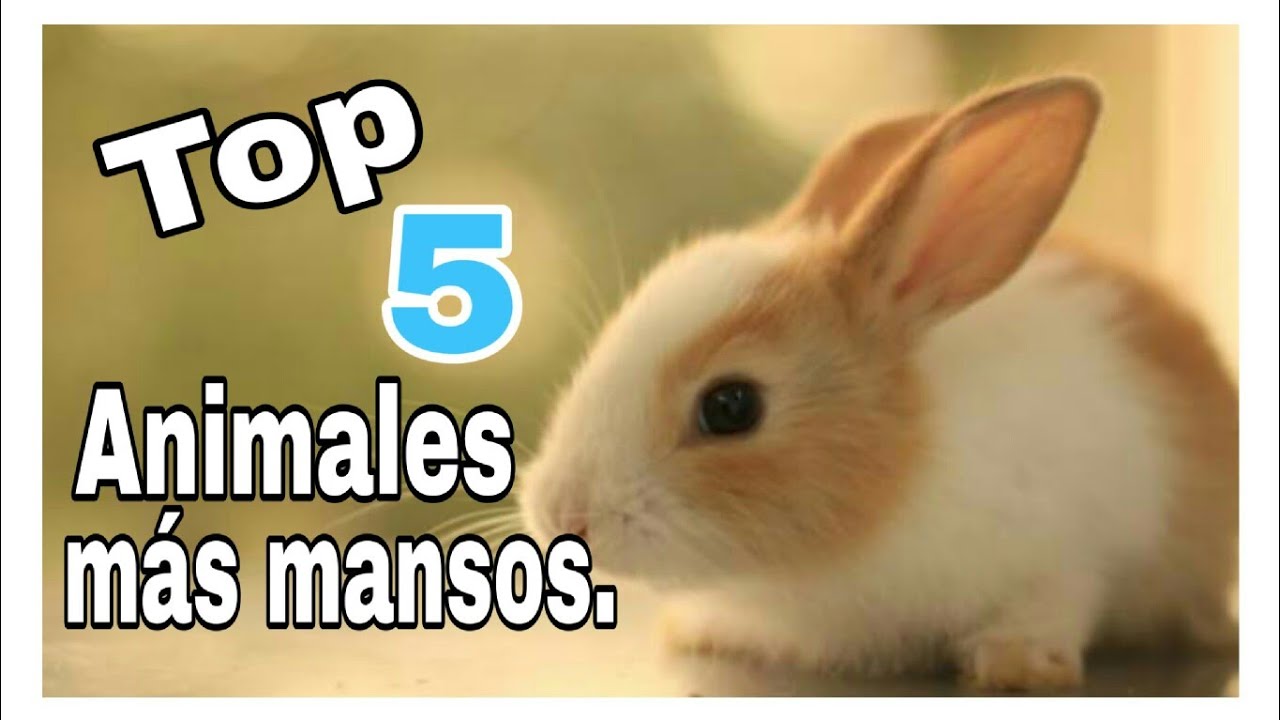 Los animales mas pacíficos del mundo/animales mansos/lee la cajita de ...