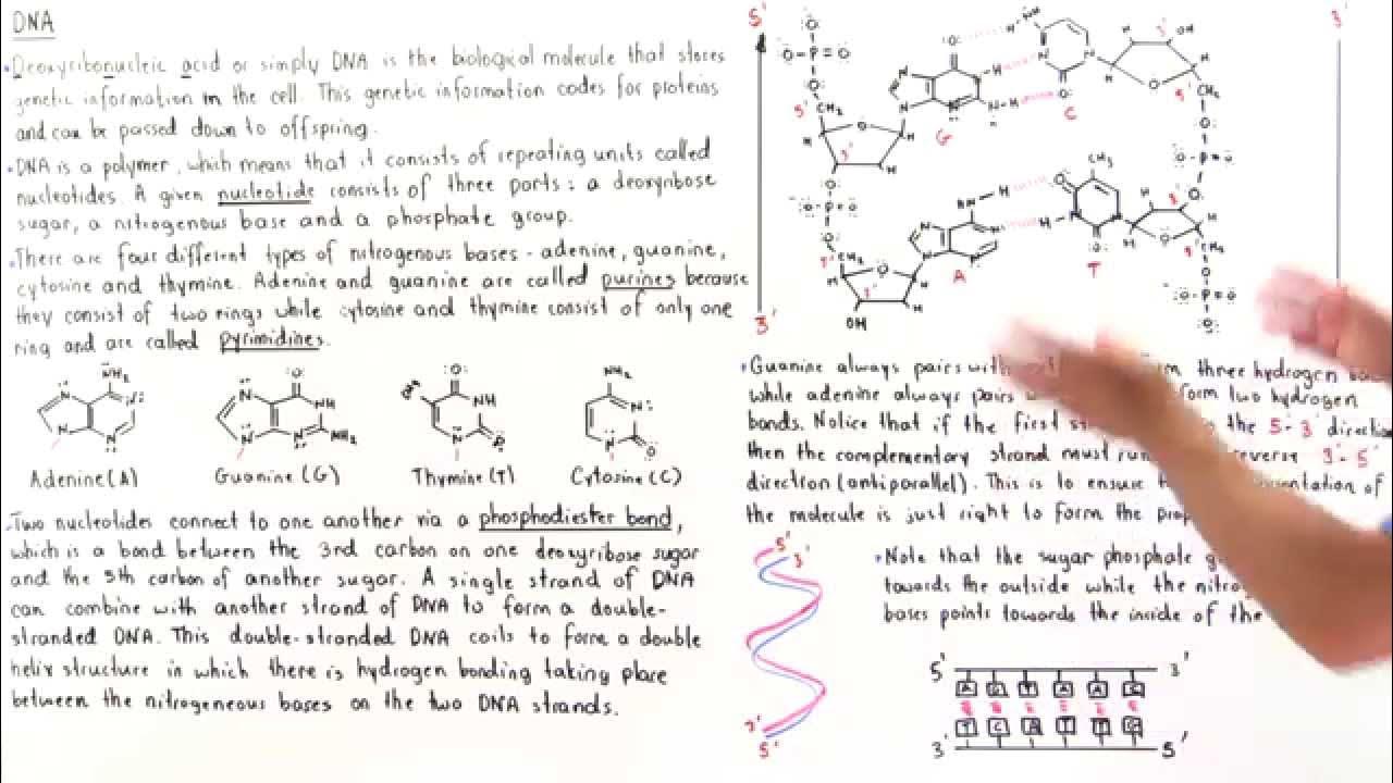 Introduction to DNA - YouTube