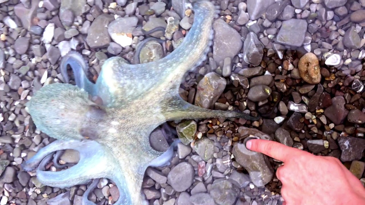 Curious Octopus Grabs My Foot!! - YouTube