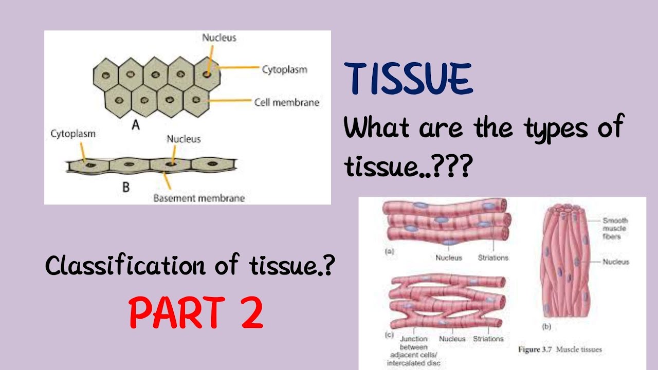 Tissue (part-2) // classification of tissue// detailed explanation of ...