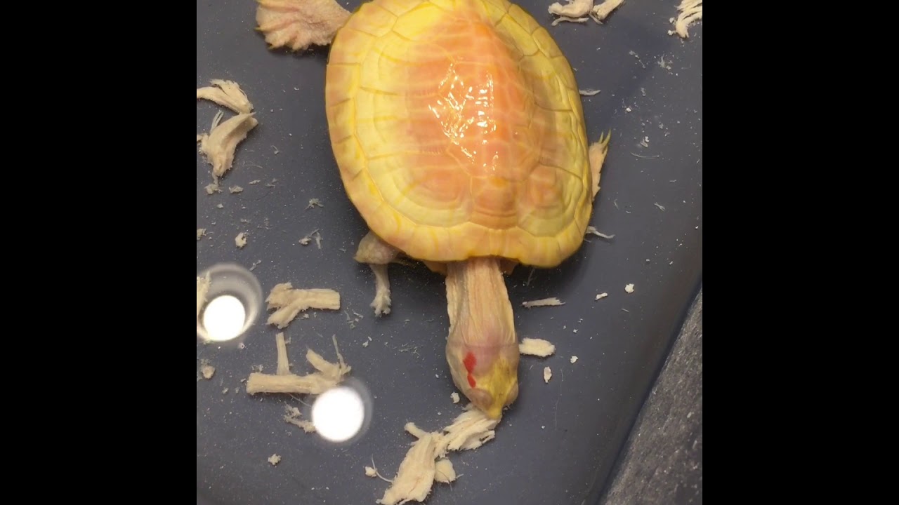 Turtle feeding montage - YouTube