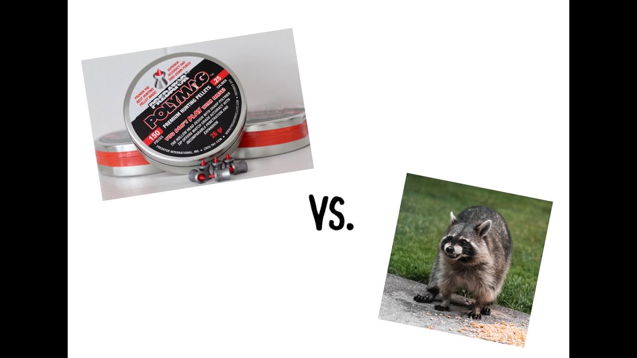 Predator Polymag .25 vs Raccoon - YouTube
