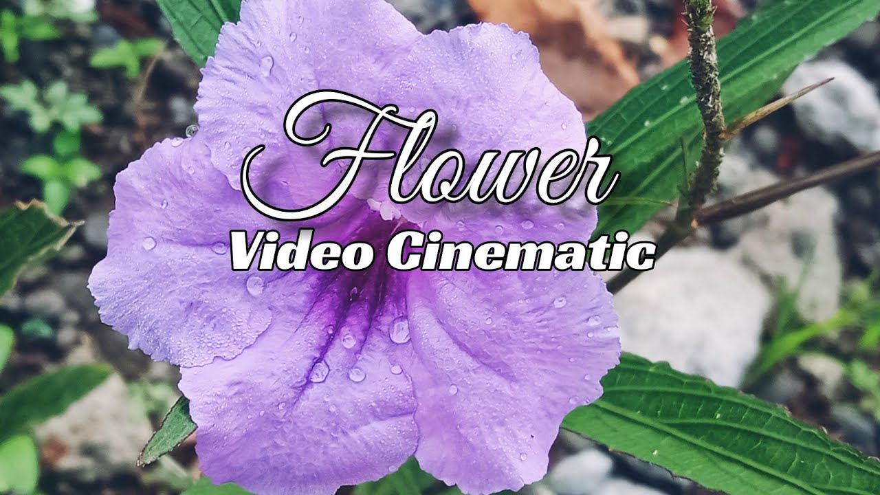 video Cinematic Flower - YouTube