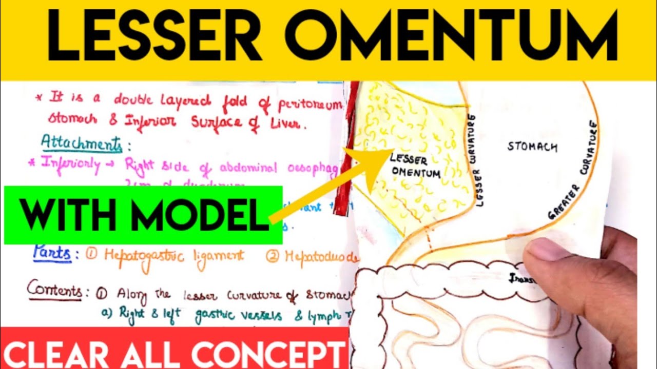 lesser omentum anatomy - YouTube