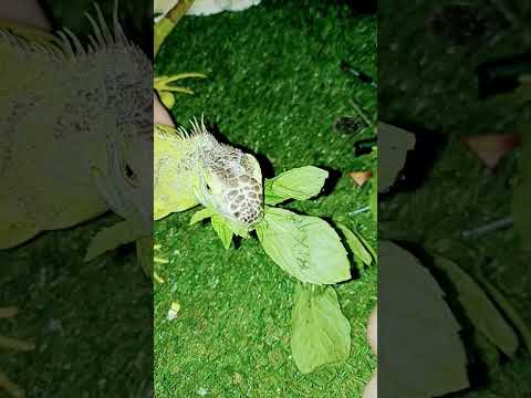 Do Lizards Eat Mint Leaves