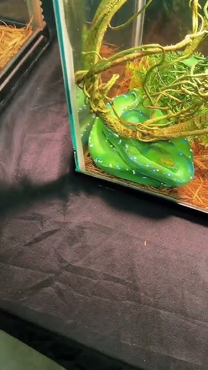 🌳🐍 Super VIBRANT Aru Green Tree Python 🐍🌳 - YouTube